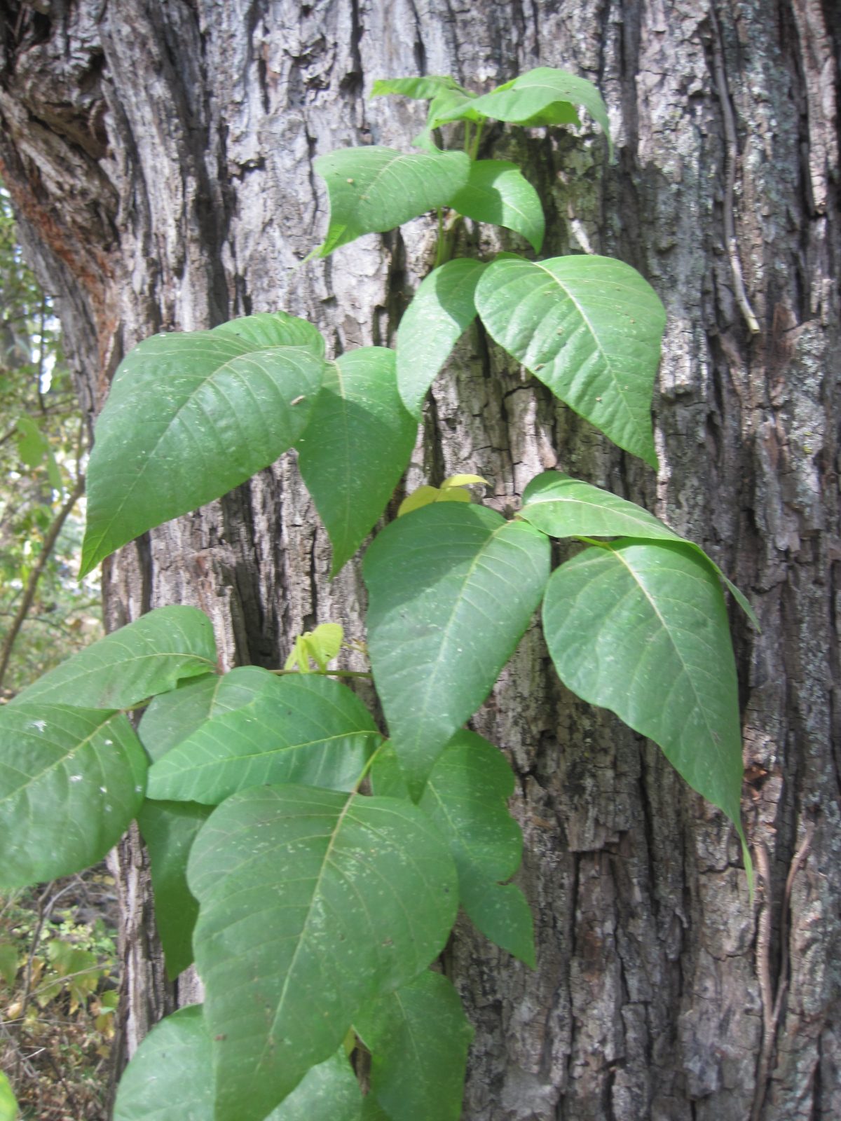 Poison Ivy, Oak and Sumac Facts & Myths – Zanfel Poison Ivy, Oak ...